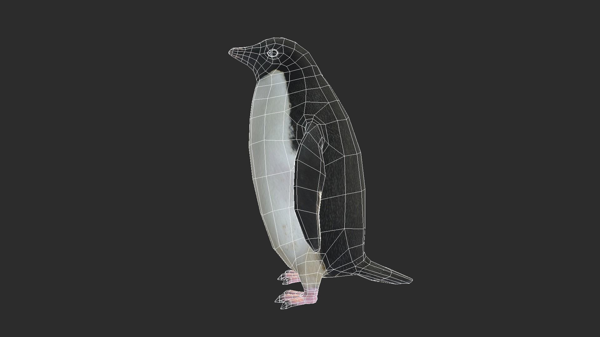 3D model Adelie Penguin - Animated VR / AR / low-poly | CGTrader