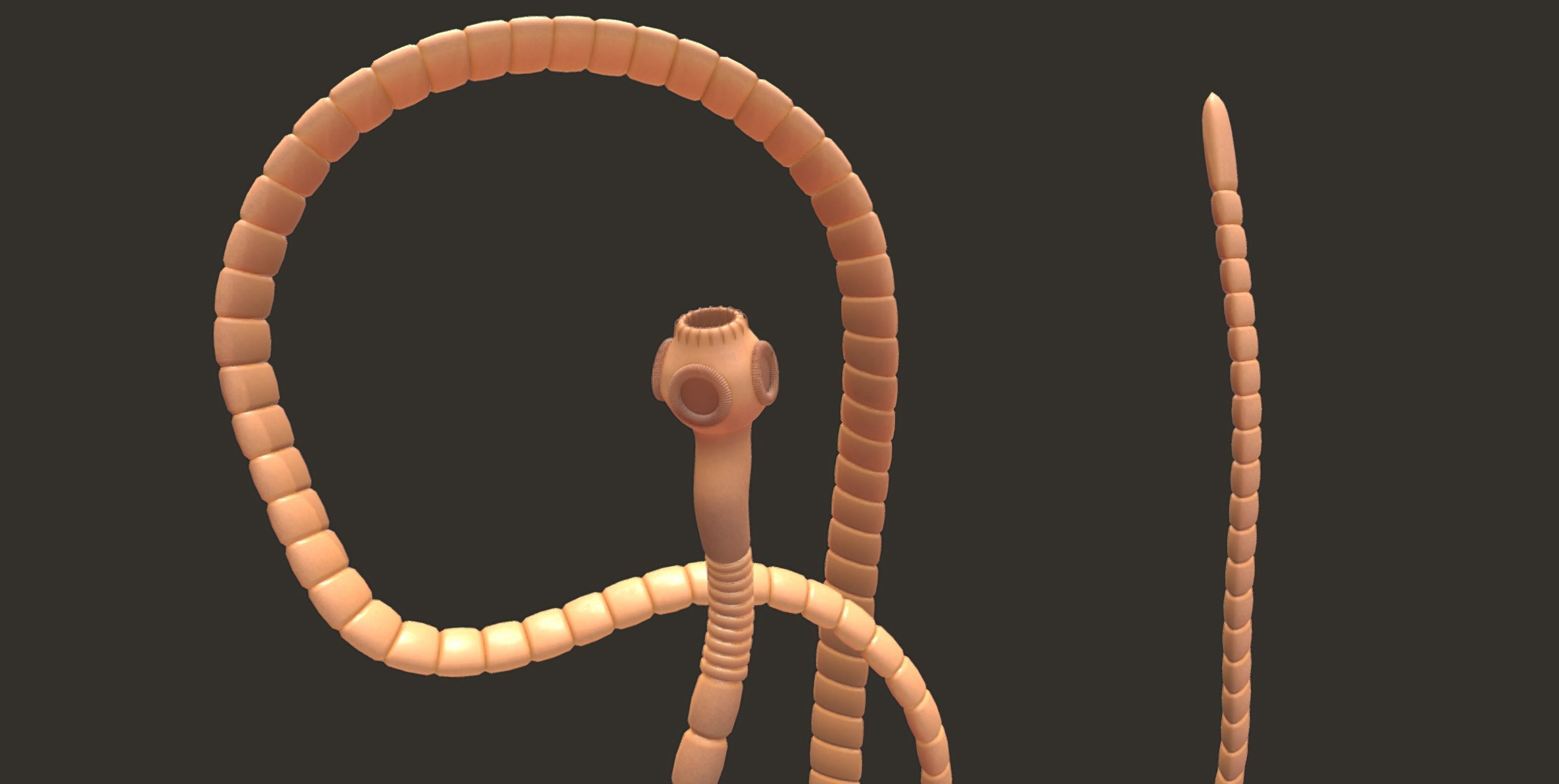 TapeWorm snake chain 3D model | CGTrader