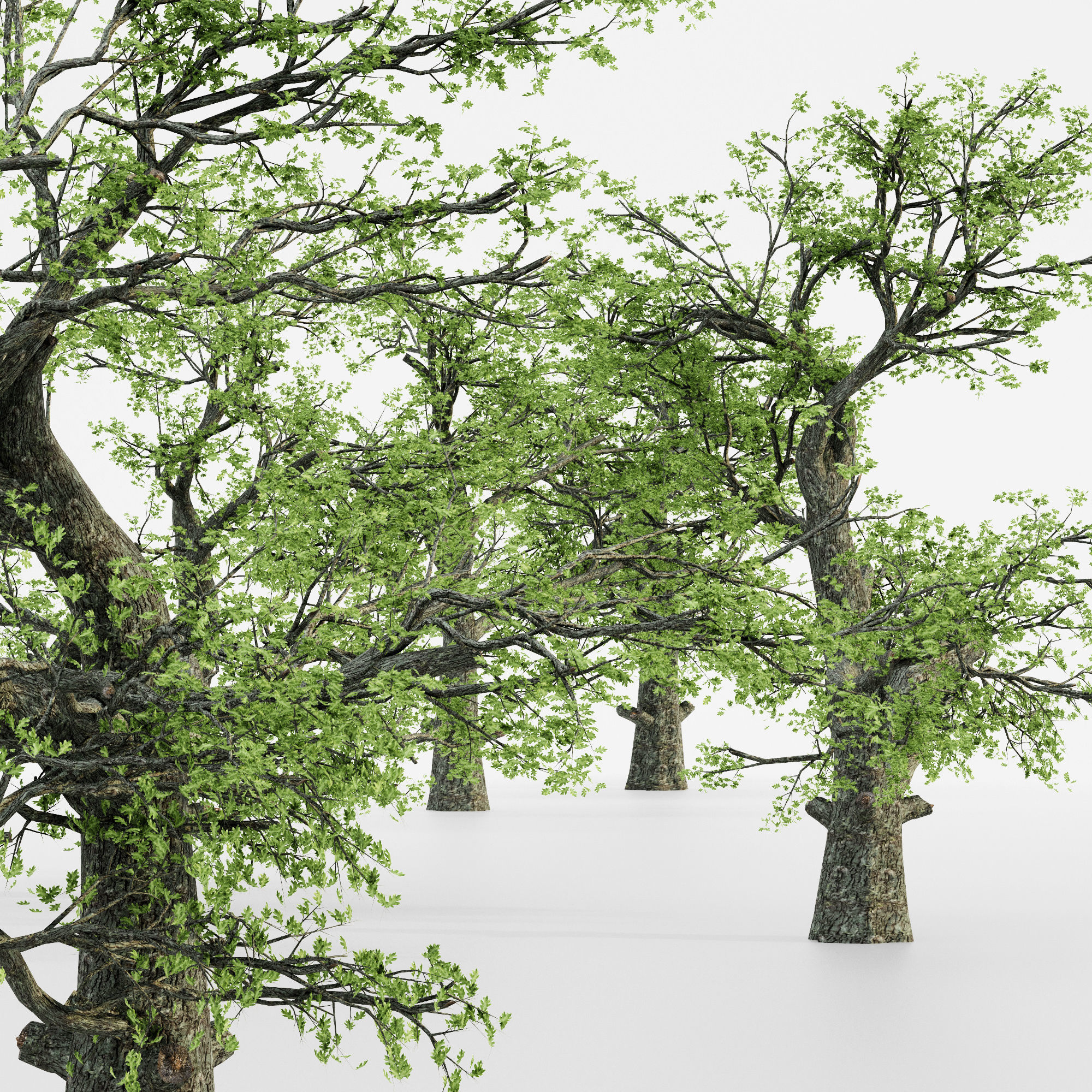 White Oak tree collection 5 trees in the scene free 3D model | CGTrader