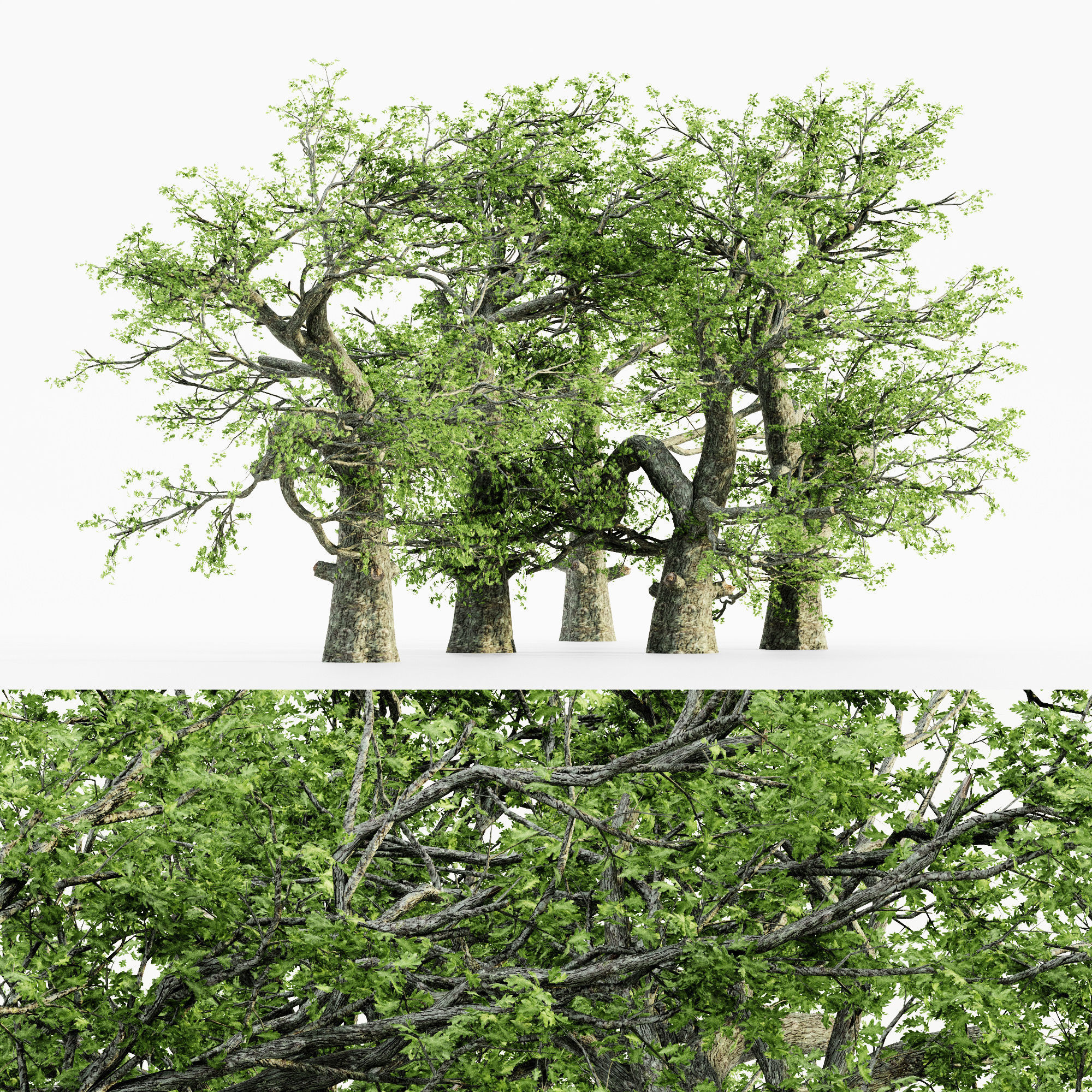 White Oak tree collection 5 trees in the scene free 3D model | CGTrader