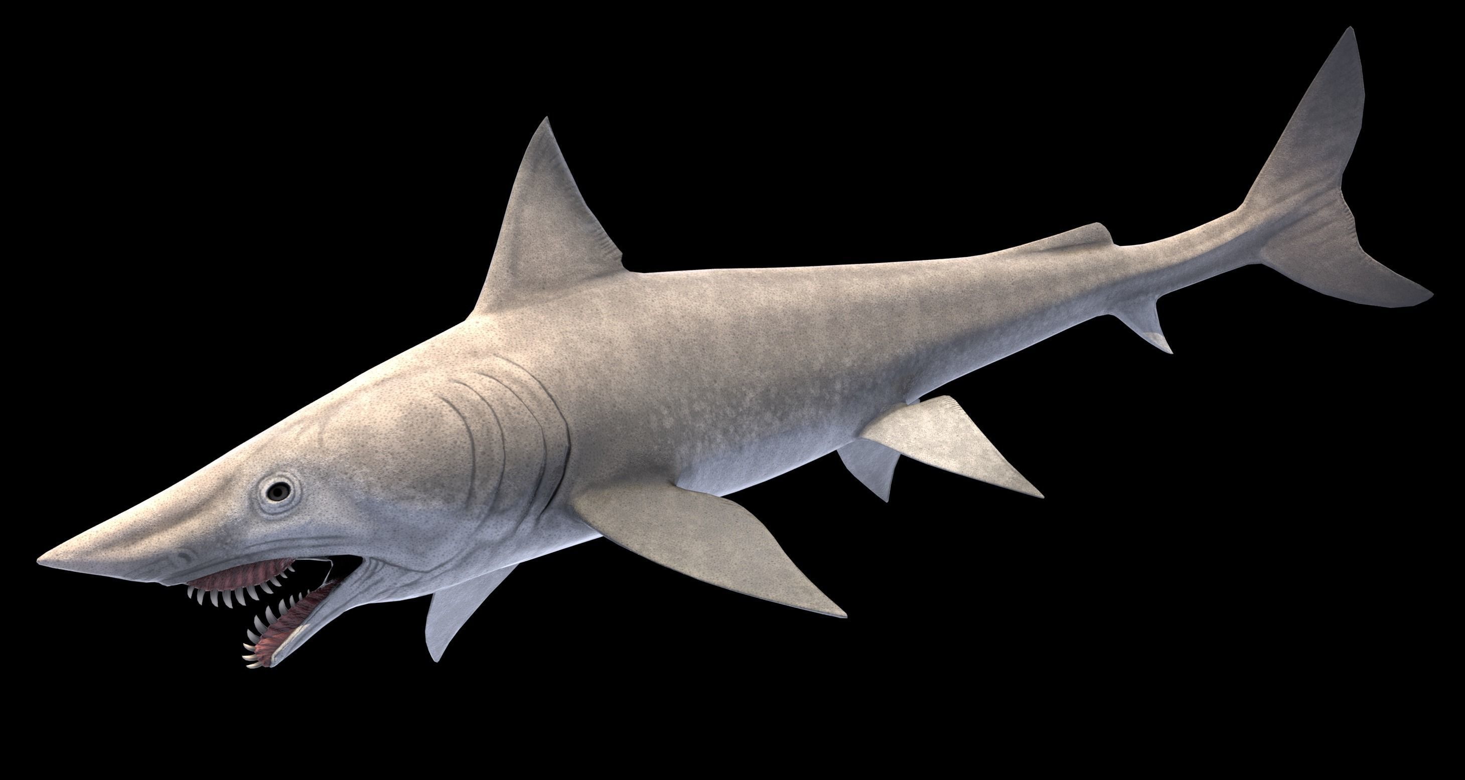 3D model Edestus Shark Asset Pack VR / AR / low-poly rigged animated ...