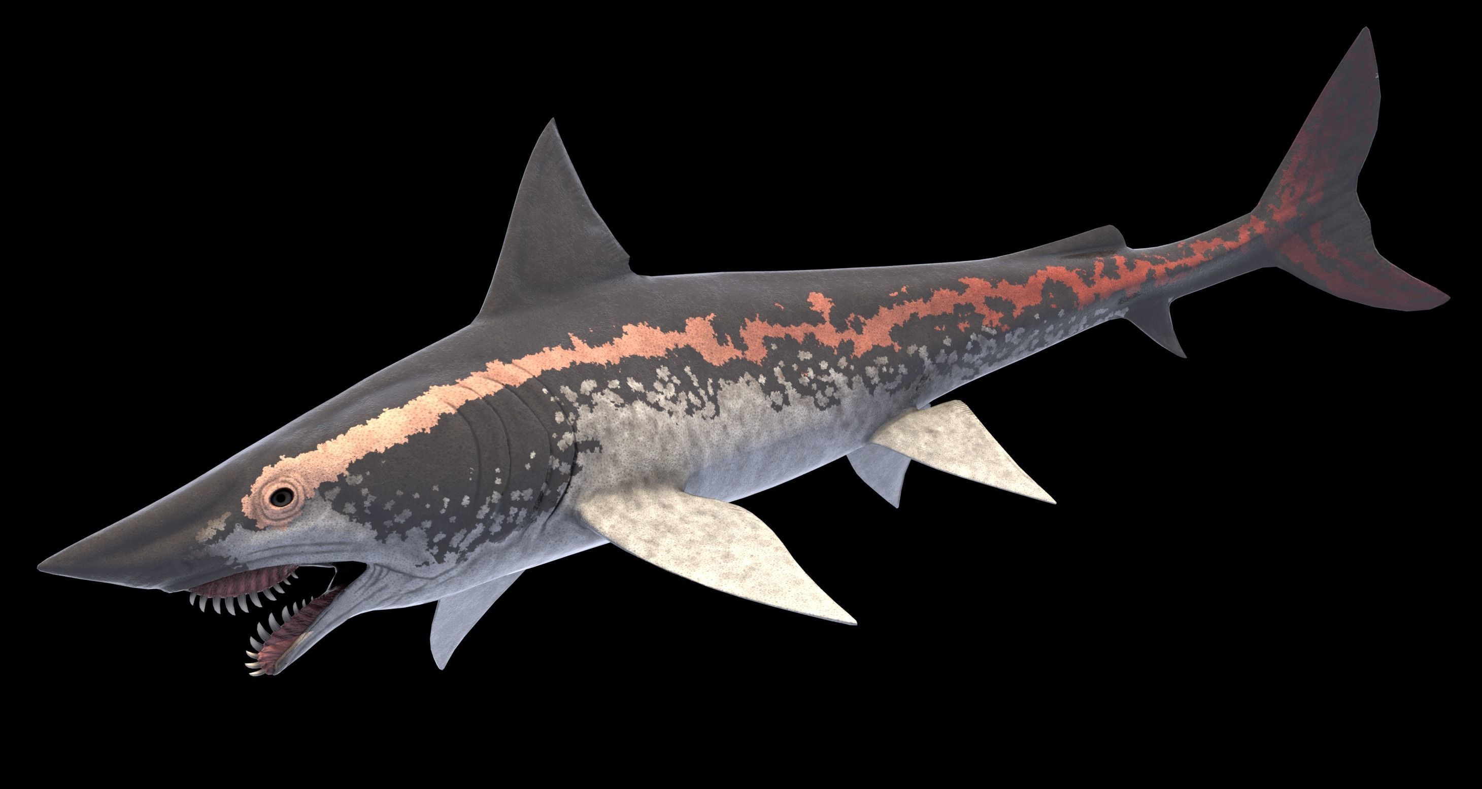 3D model Edestus Shark Asset Pack VR / AR / low-poly rigged animated ...