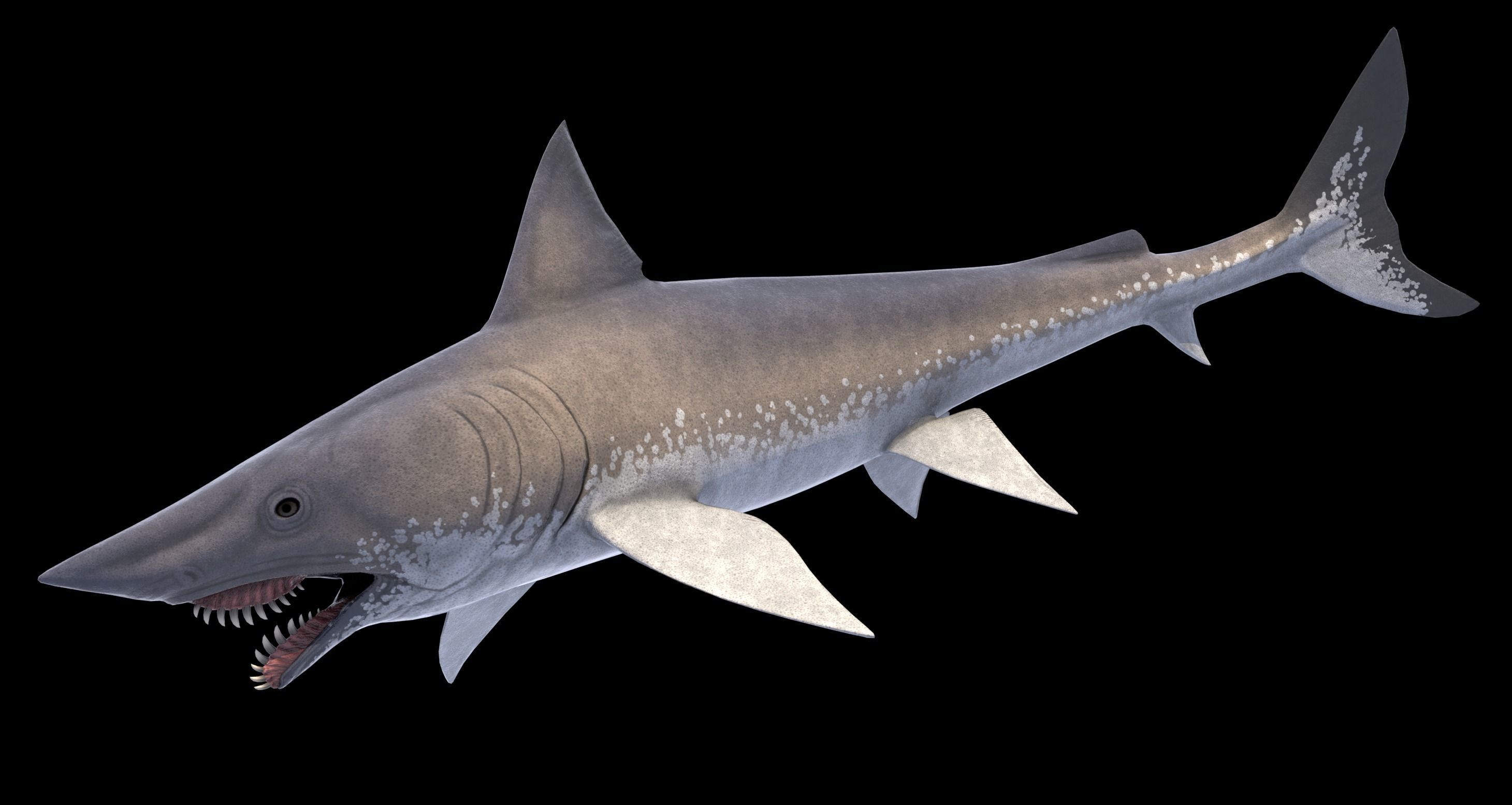 3D model Edestus Shark Asset Pack VR / AR / low-poly rigged animated ...