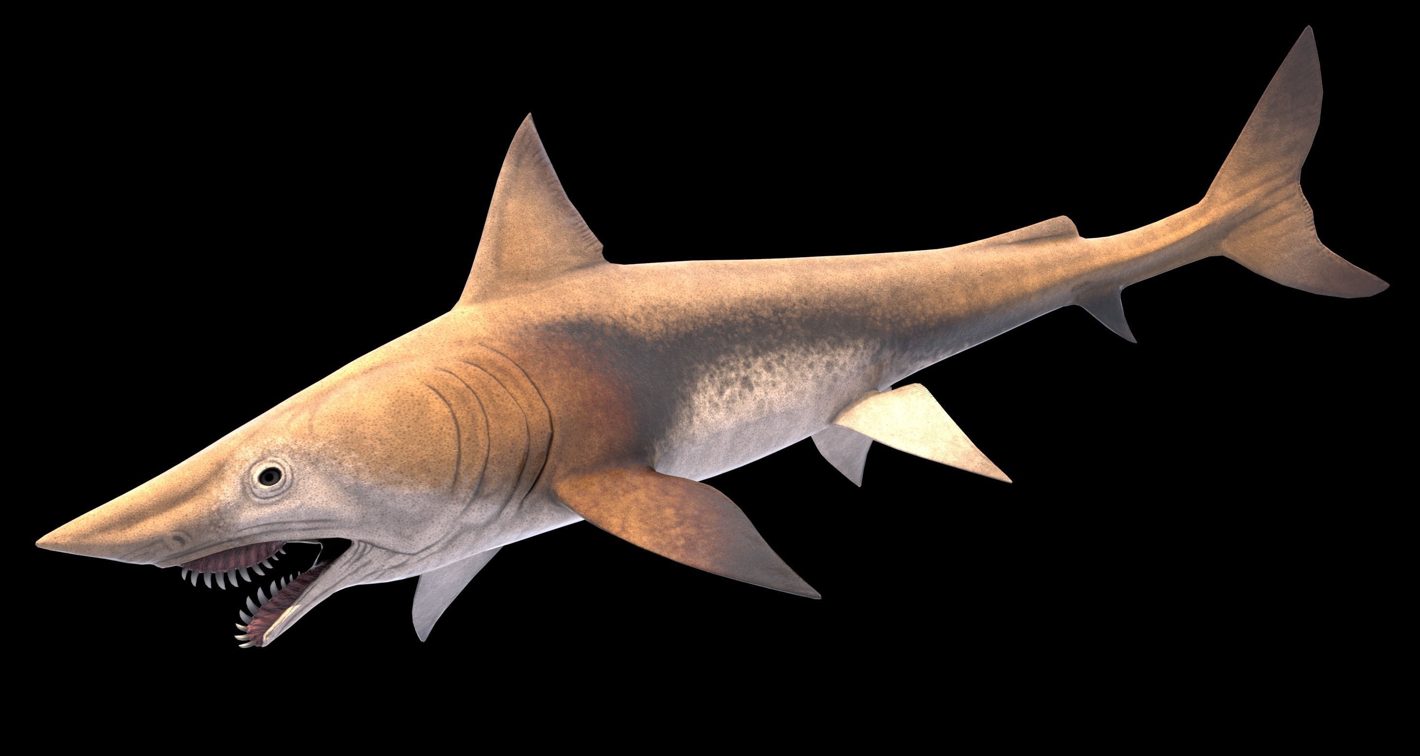 3D model Edestus Shark Asset Pack VR / AR / low-poly rigged animated ...