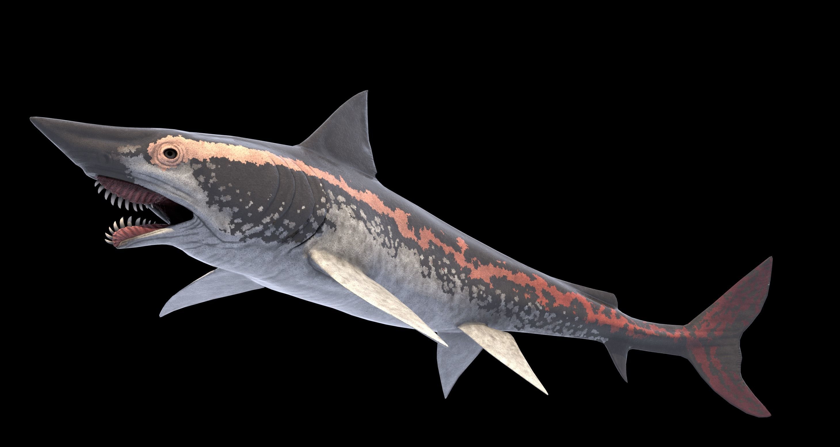 3D model Edestus Shark Asset Pack VR / AR / low-poly rigged animated ...