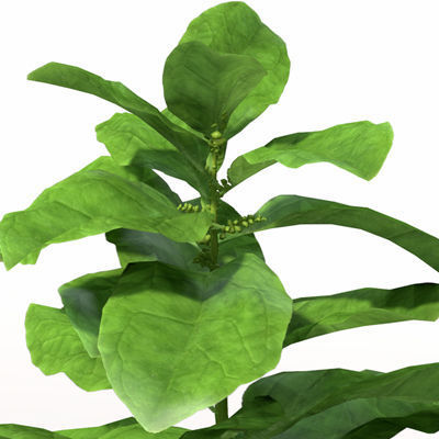 2020 Xfrog Plants Agriculture Library 3D model | CGTrader