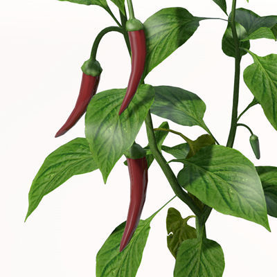 2020 Xfrog Plants Agriculture Library 3D model | CGTrader