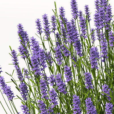 2020 Xfrog Plants Agriculture Library 3D model | CGTrader