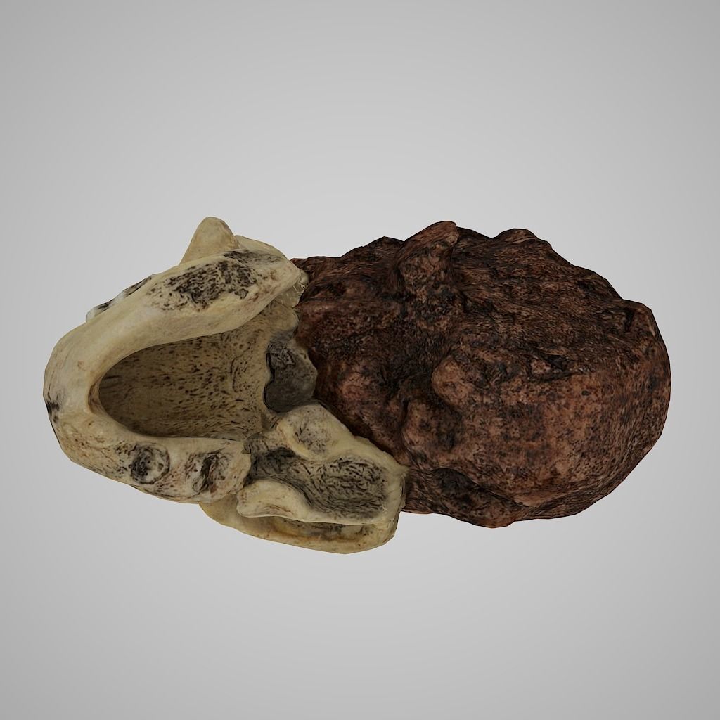 3D model 3D Skull Realistic Australopithecus Africanus Taung Child ...