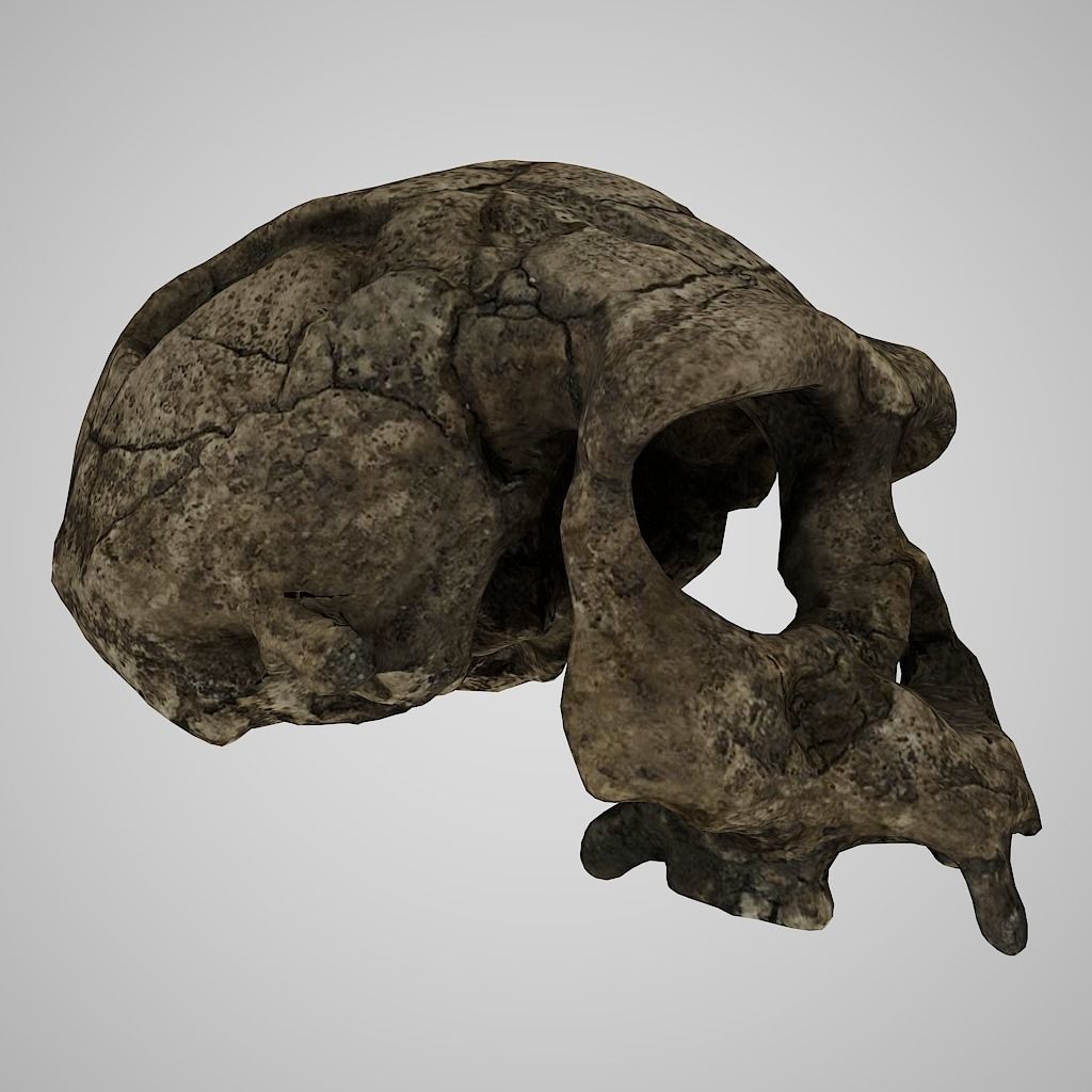 3D model 3D Skull Realistic Homo Erectus Sangiran VR / AR / low-poly ...