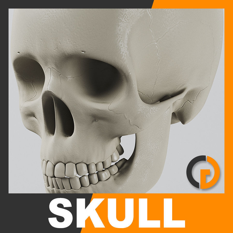 Human Skull - Anatomy 3D model | CGTrader