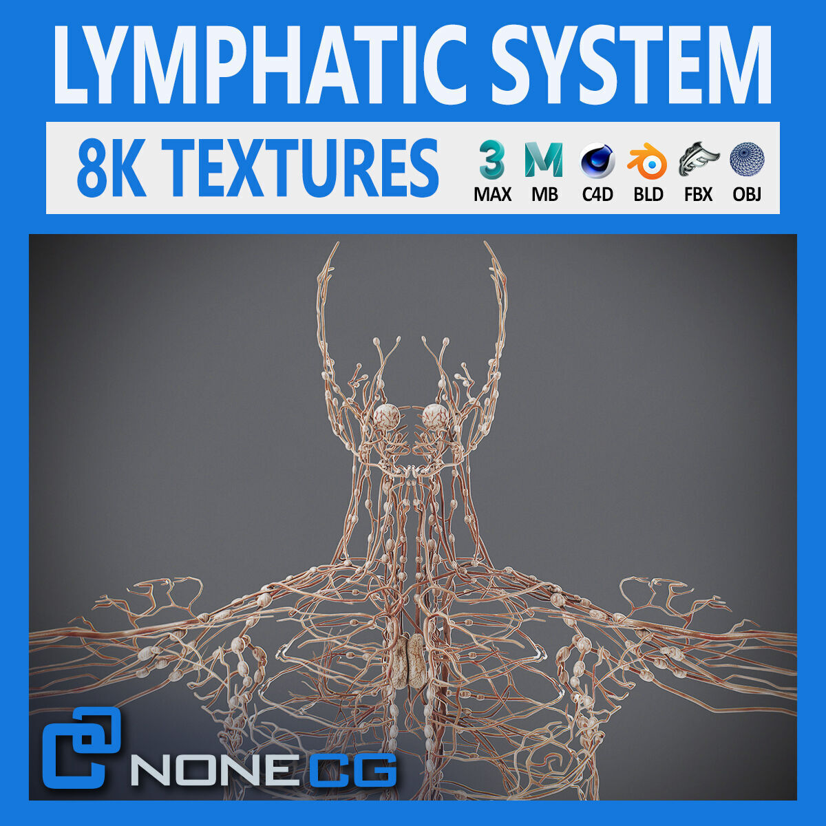 Human Male Lymphatic Anatomy 3D model | CGTrader