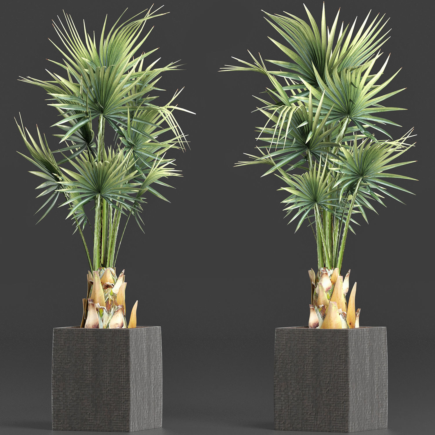 Plants Collection 193 Sabal Minor 3D model | CGTrader