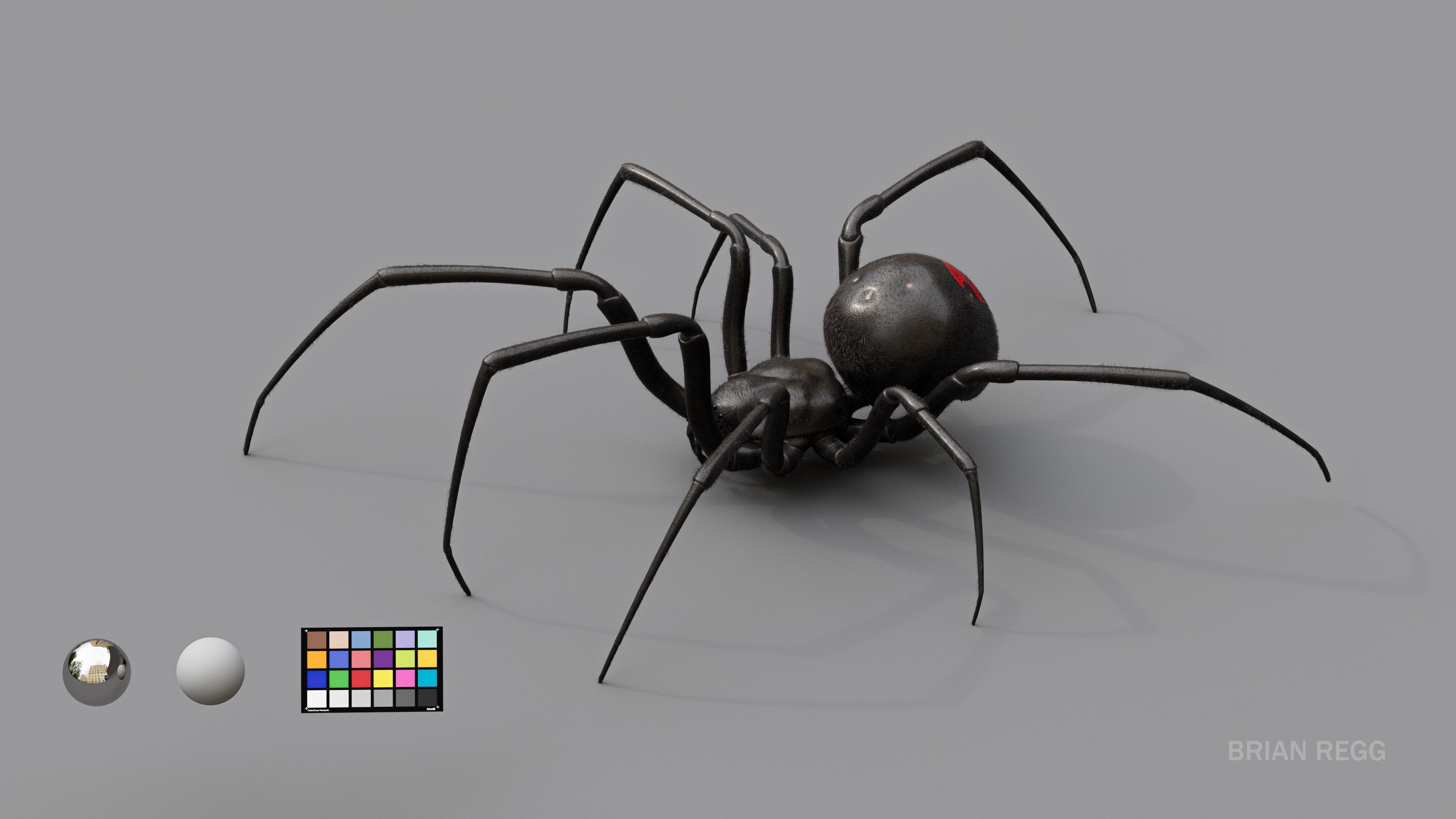 Black widow spider v2 update 3D model animated rigged | CGTrader