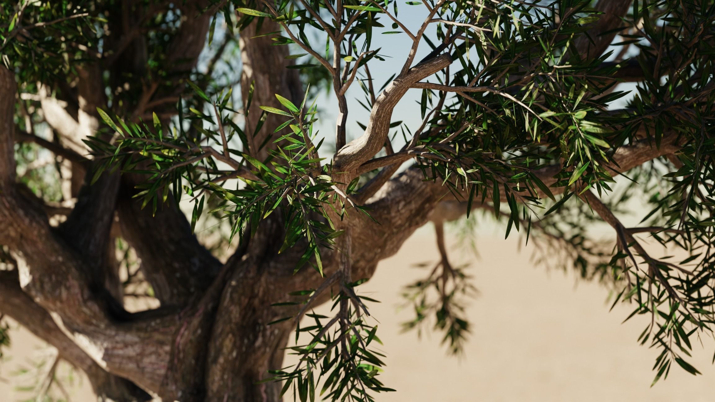 Olive Tree 3D model | CGTrader