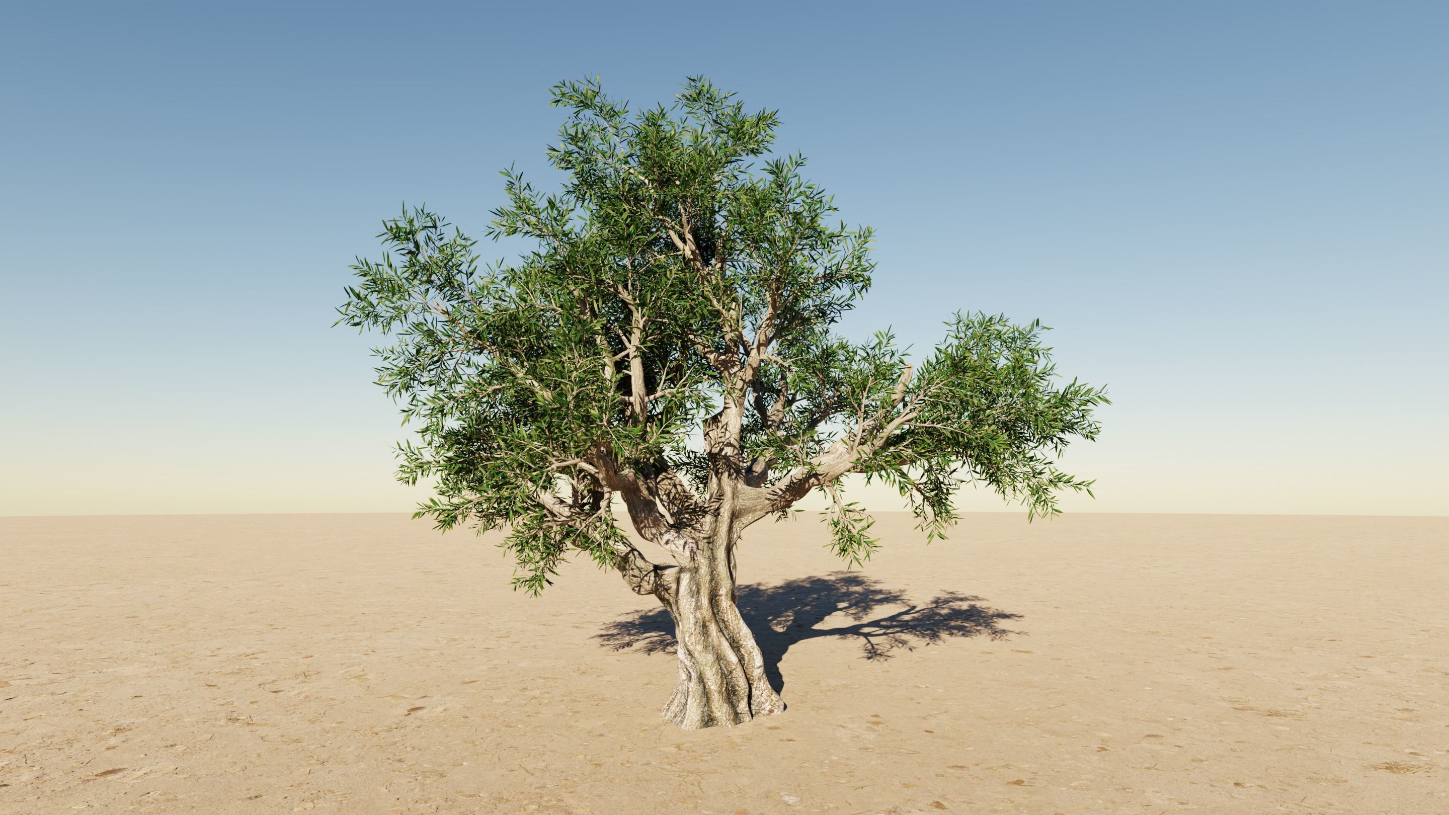 Olive Tree 3D model | CGTrader