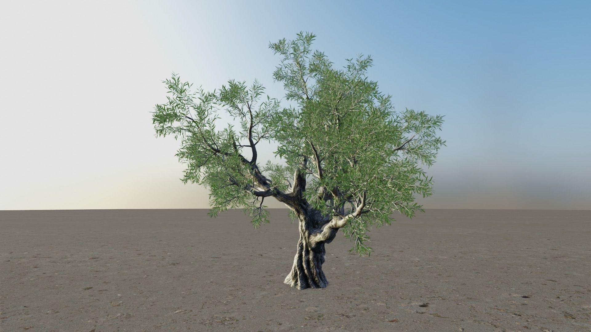 Olive Tree 3D model | CGTrader