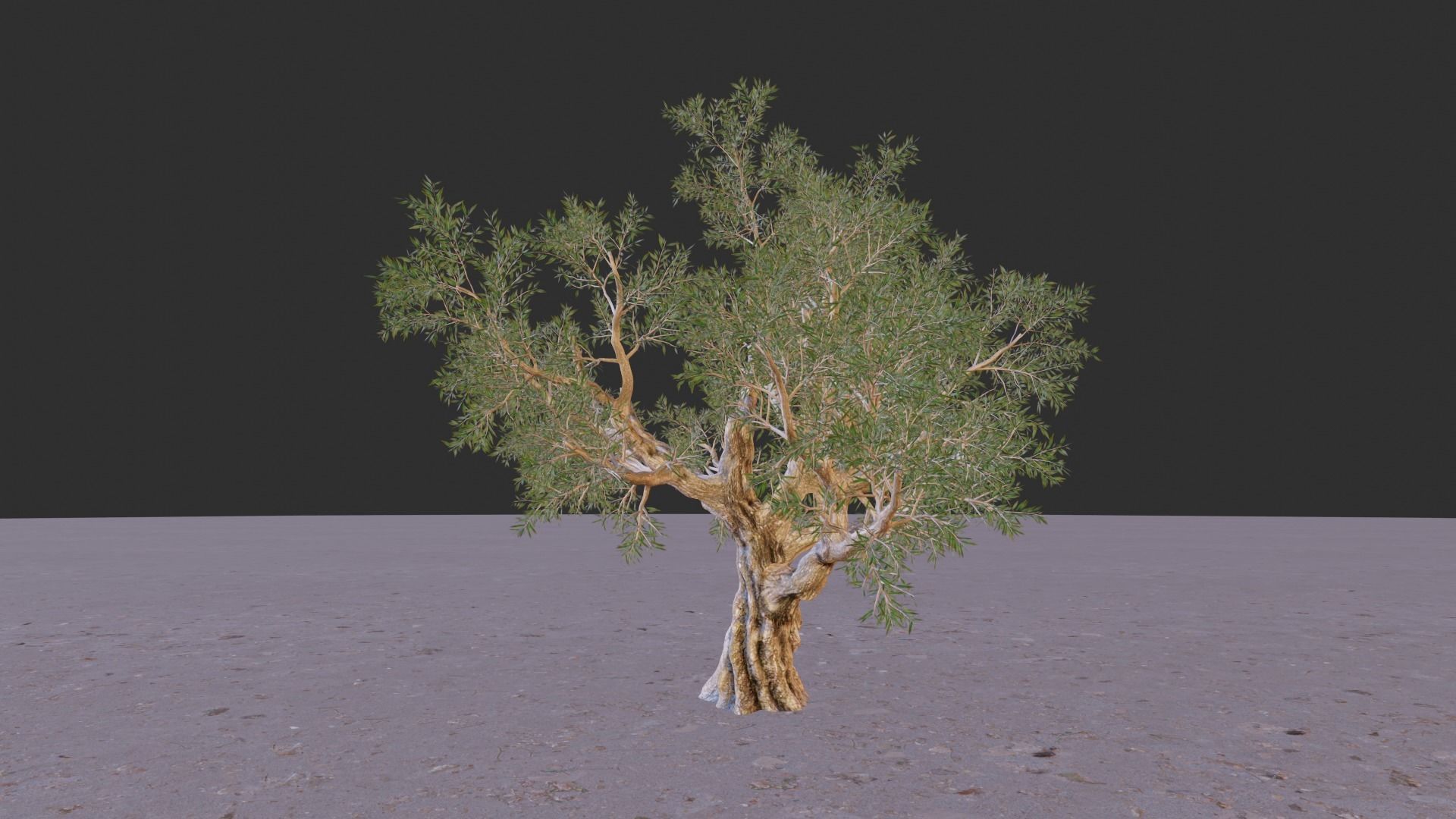Olive Tree 3D model | CGTrader