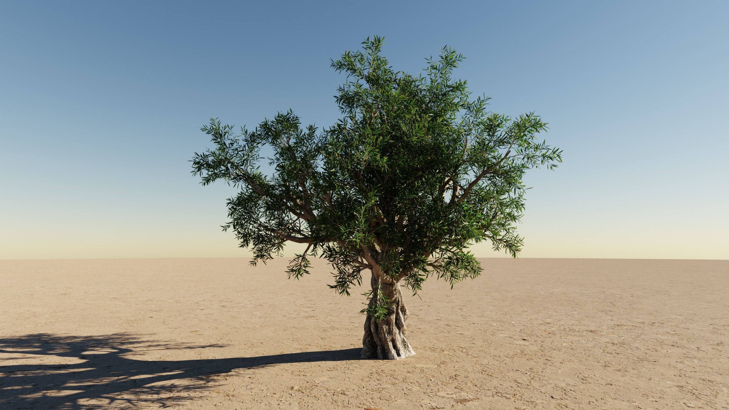 Olive Tree 3D model | CGTrader