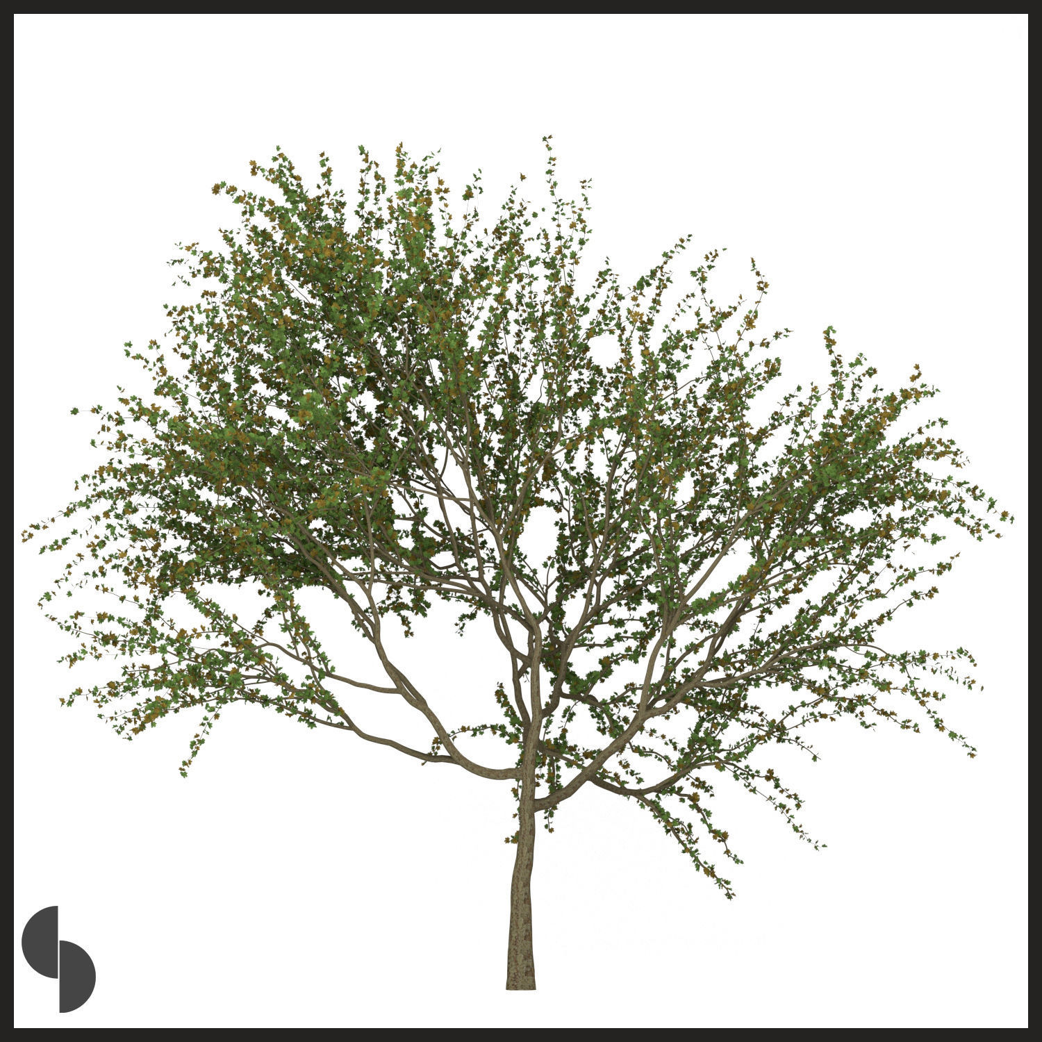 Plane Tree free 3D model | CGTrader