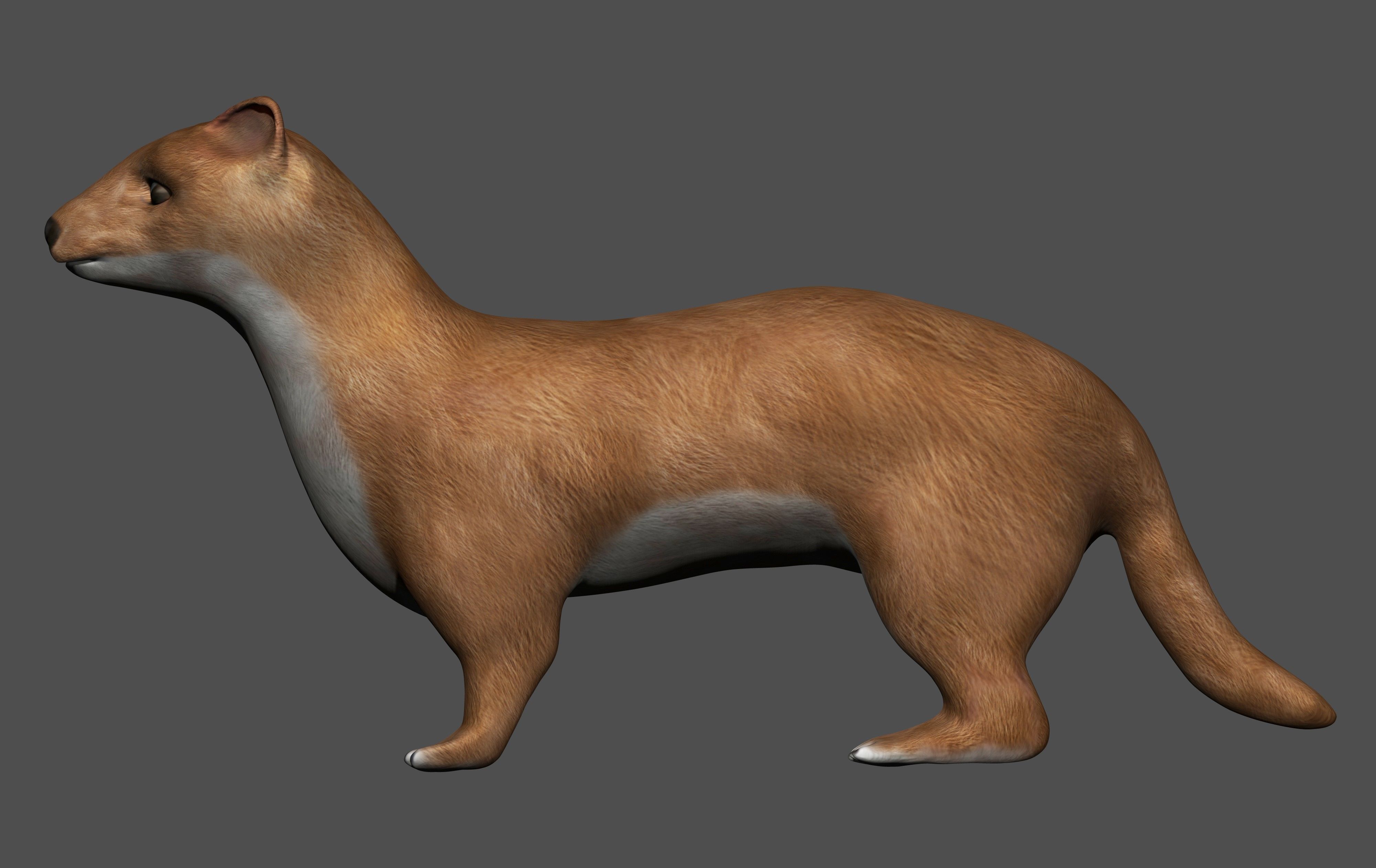 3D model Weasel VR / AR / low-poly rigged | CGTrader