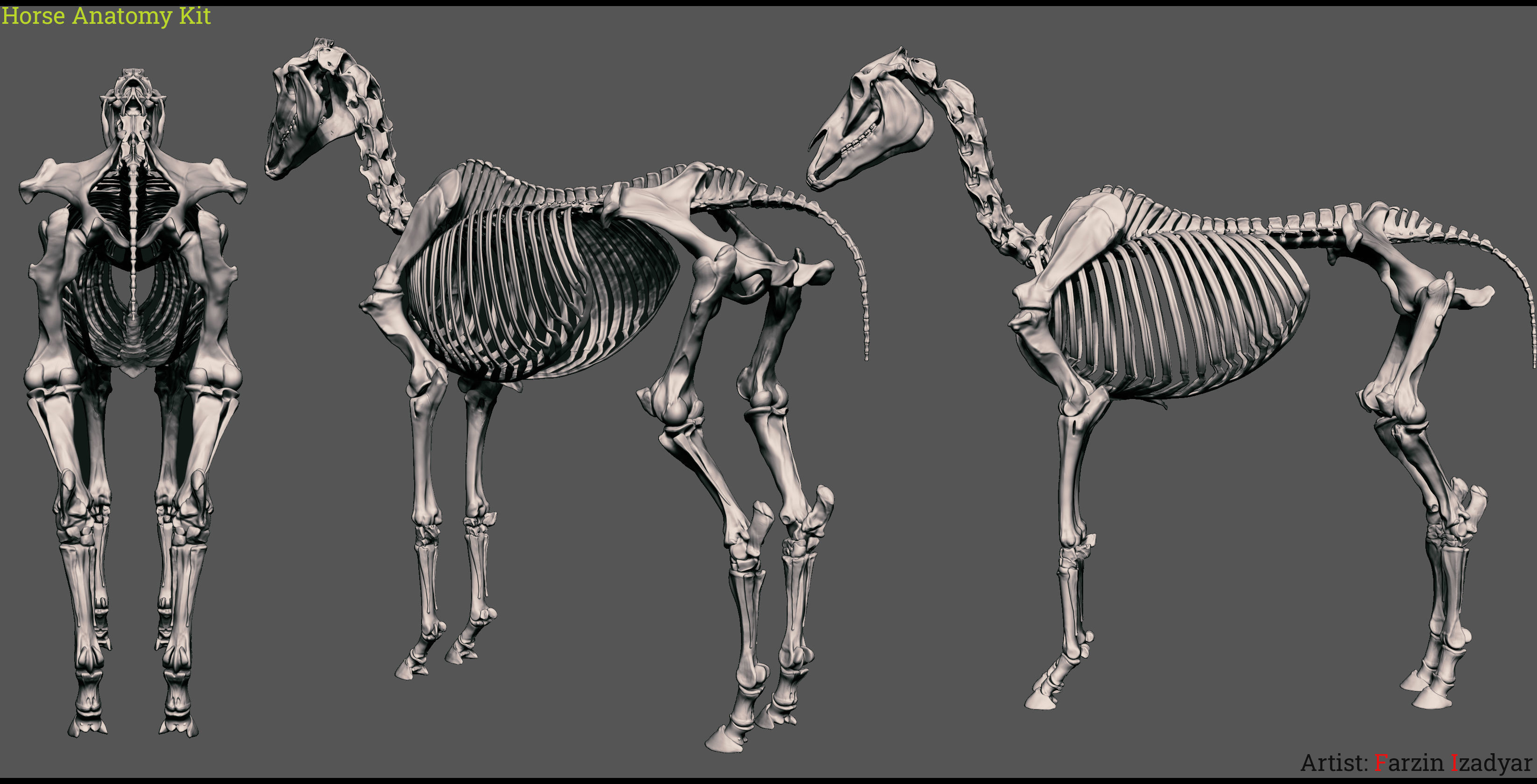 Horse Anatomy Kit Skeleton 3D model | CGTrader