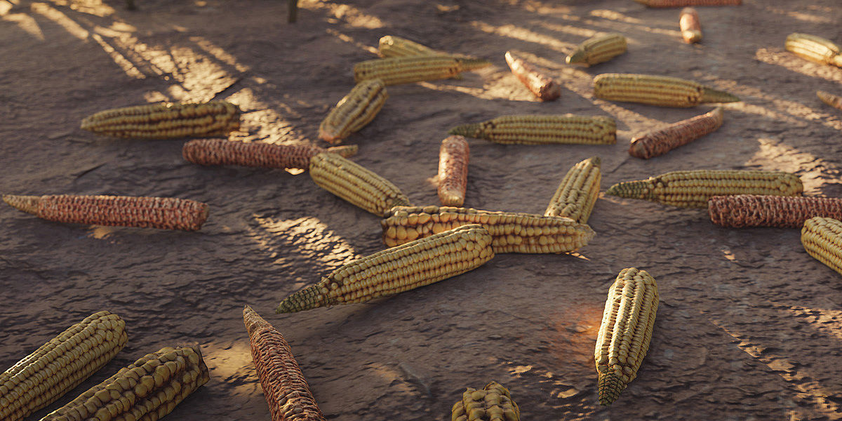 3D model Corn cob of 3 Types in different stages - Blender Asset pack ...