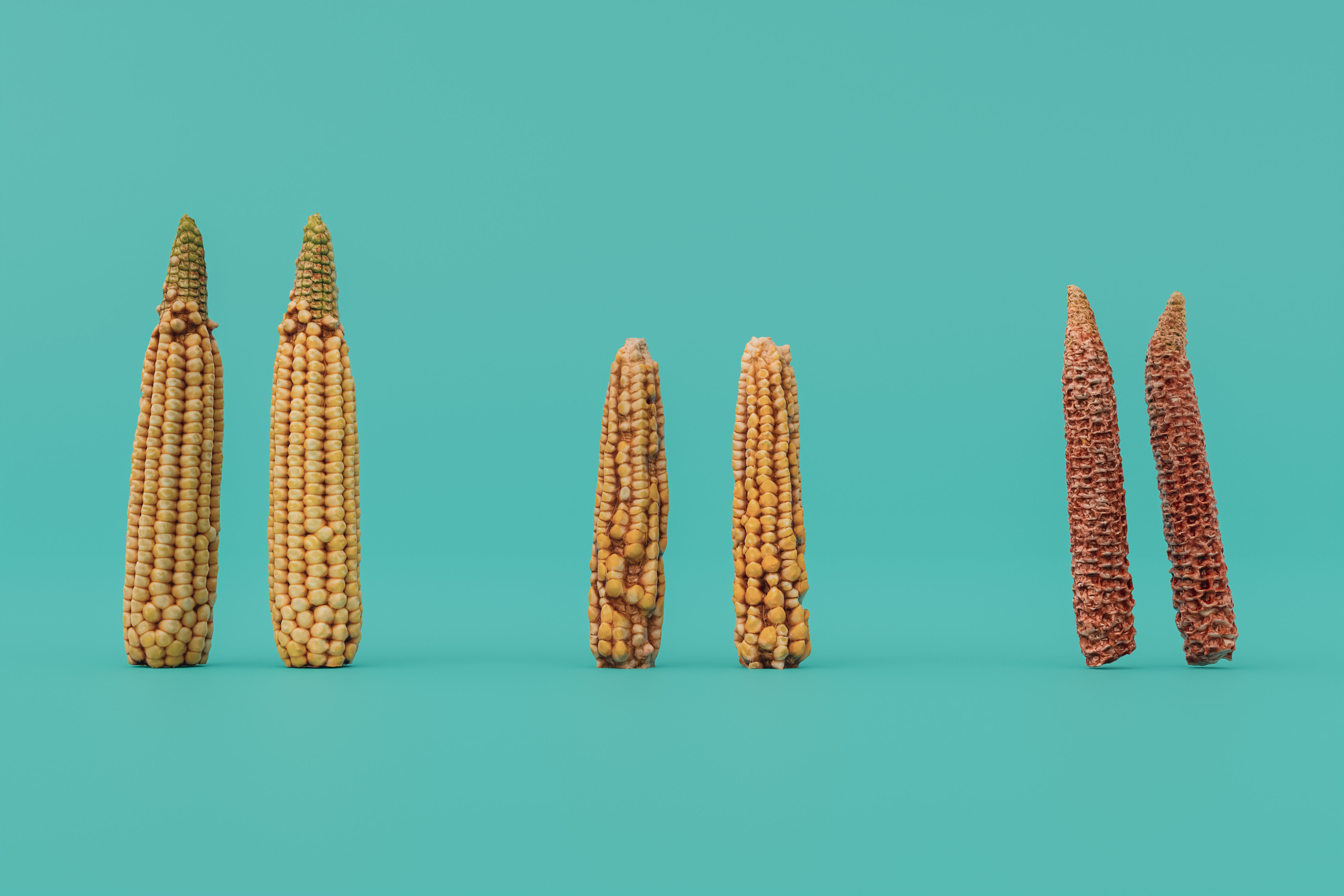 3D model Corn cob of 3 Types in different stages - Blender Asset pack ...