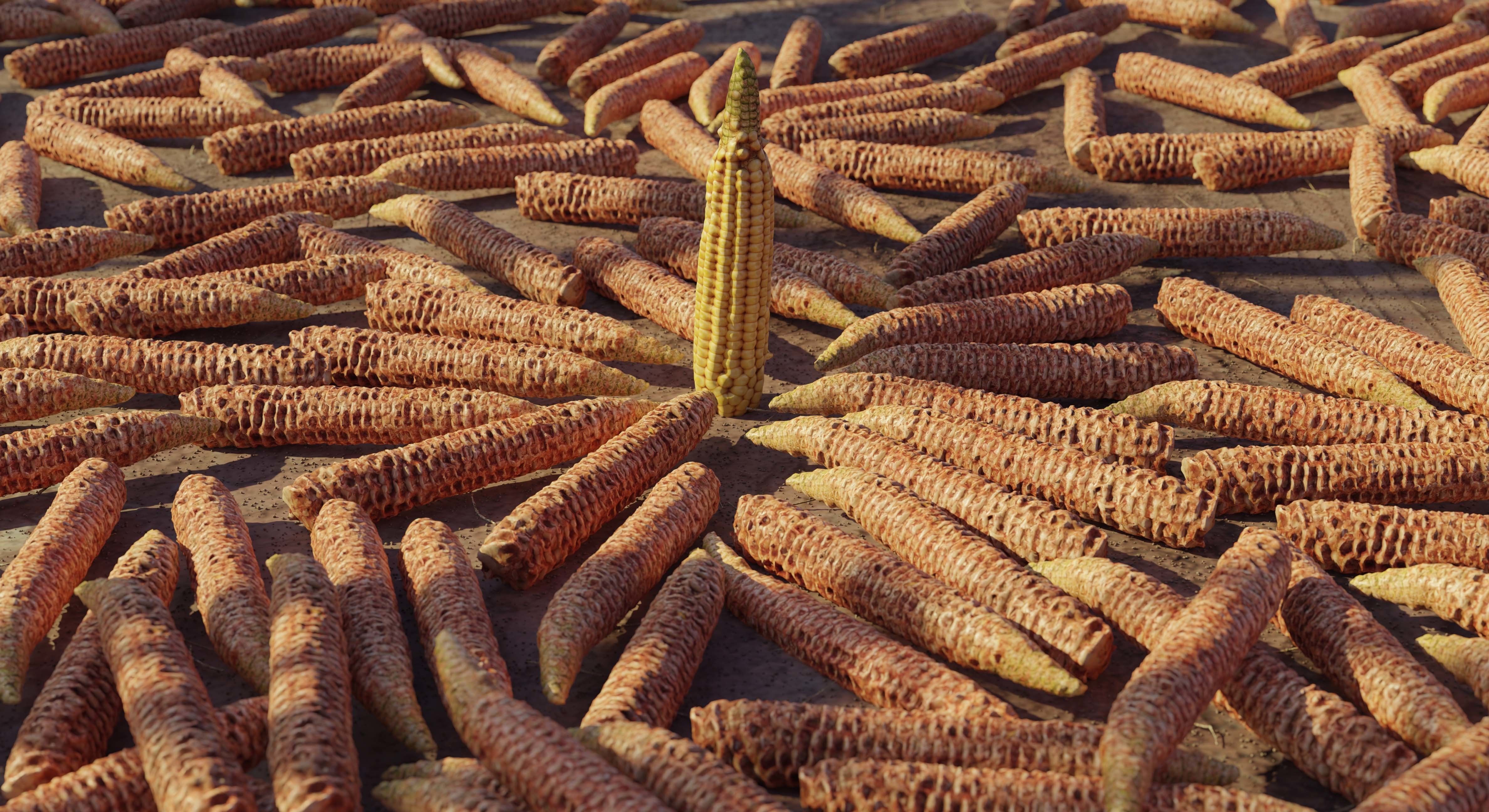 3D model Corn cob of 3 Types in different stages - Blender Asset pack ...