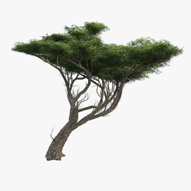 3D model Acacia Tree VR / AR / low-poly | CGTrader