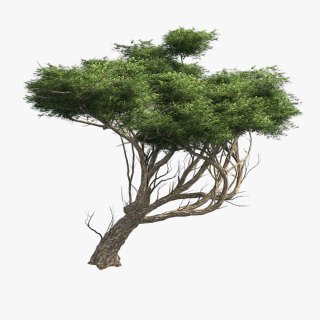 3D model Acacia Tree VR / AR / low-poly | CGTrader