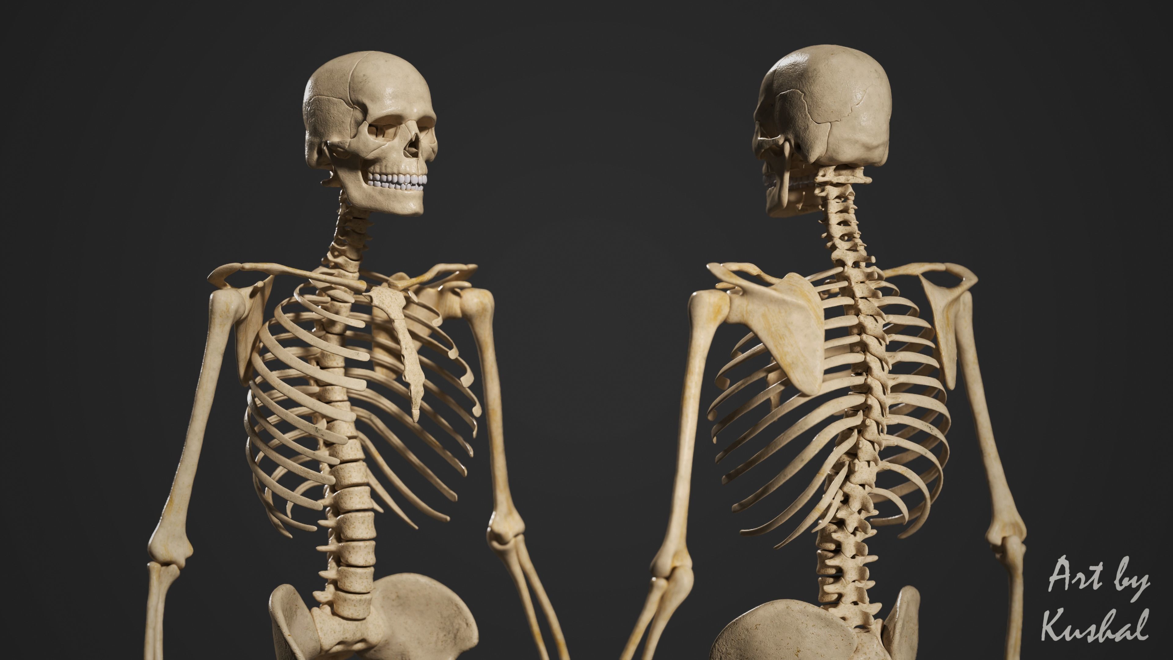 3D model Human Skeleton Male VR / AR / low-poly | CGTrader