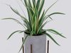 Yucca home plant 3D model | CGTrader
