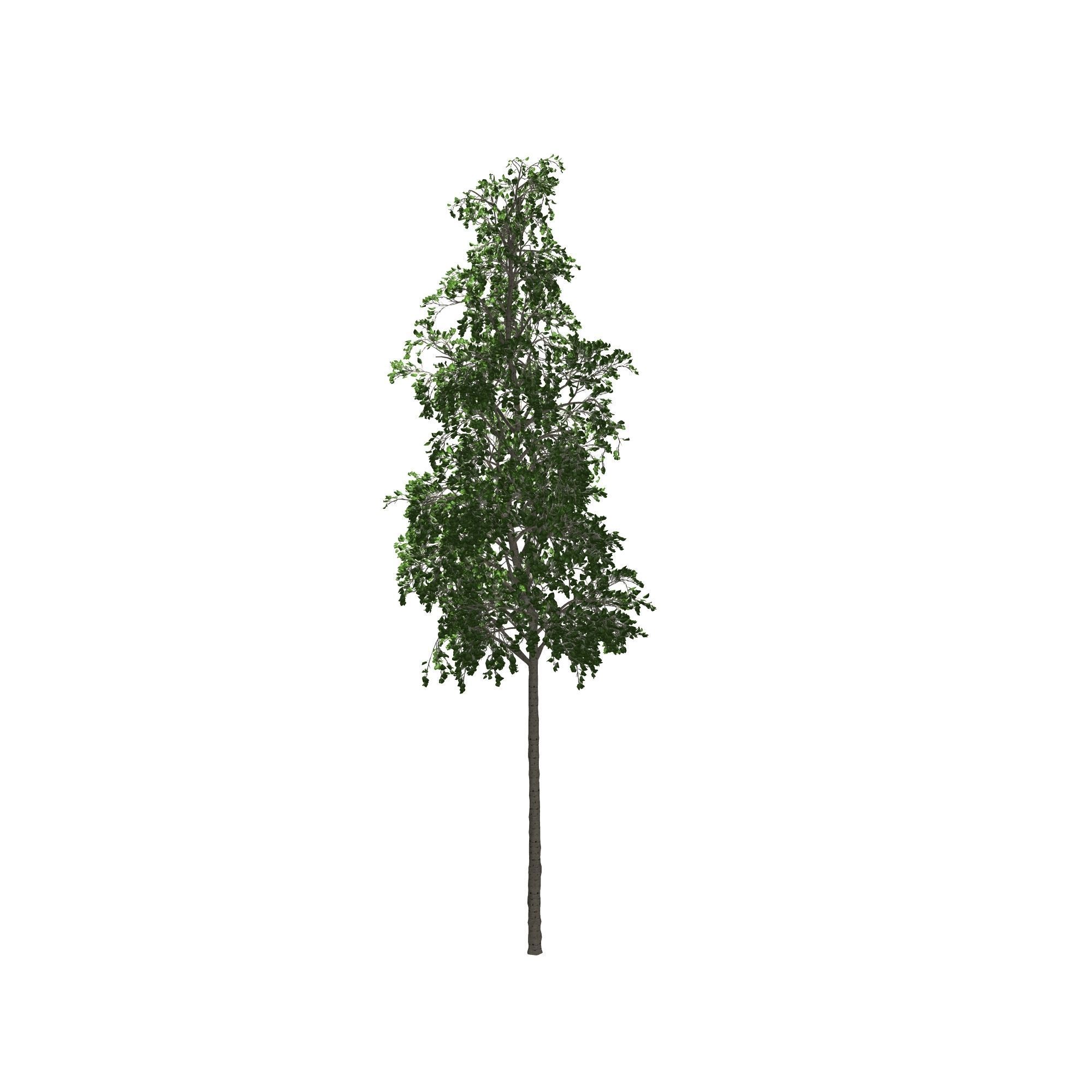 European Aspen tree 3D model | CGTrader