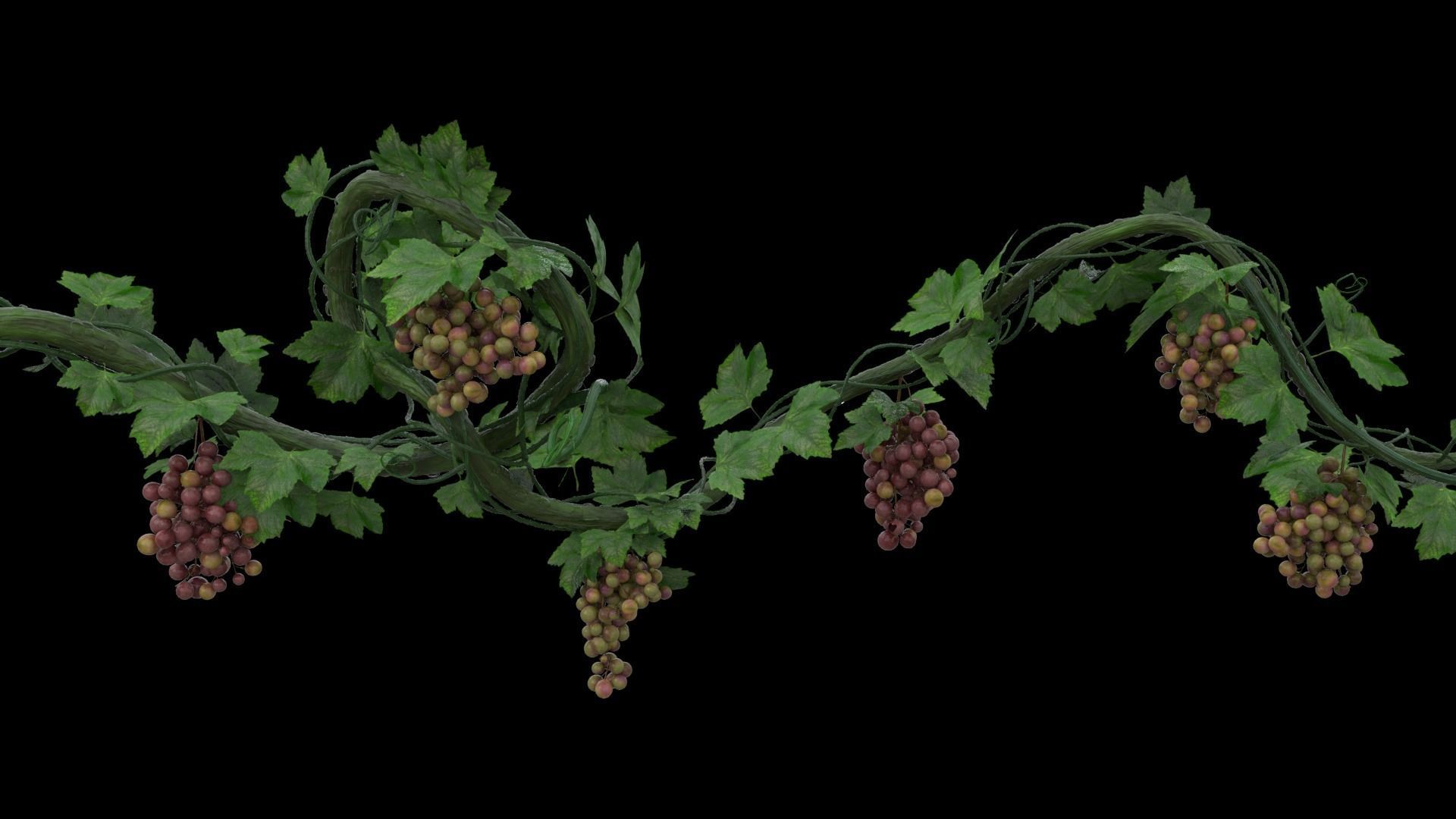Vine grape 3D model rigged | CGTrader