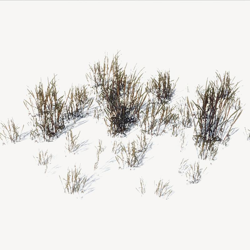 FREE Ground Plants Sample Model free VR / AR / low-poly 3D model | CGTrader