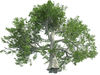 3D model White Oak Tree VR / AR / low-poly | CGTrader