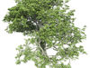 3D model White Oak Tree VR / AR / low-poly | CGTrader