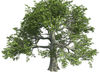 3D model White Oak Tree VR / AR / low-poly | CGTrader
