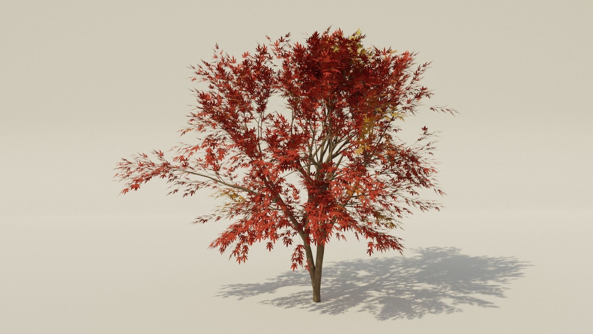 Japanese Maple Tree Procedural Texture in Blender 3D model | CGTrader