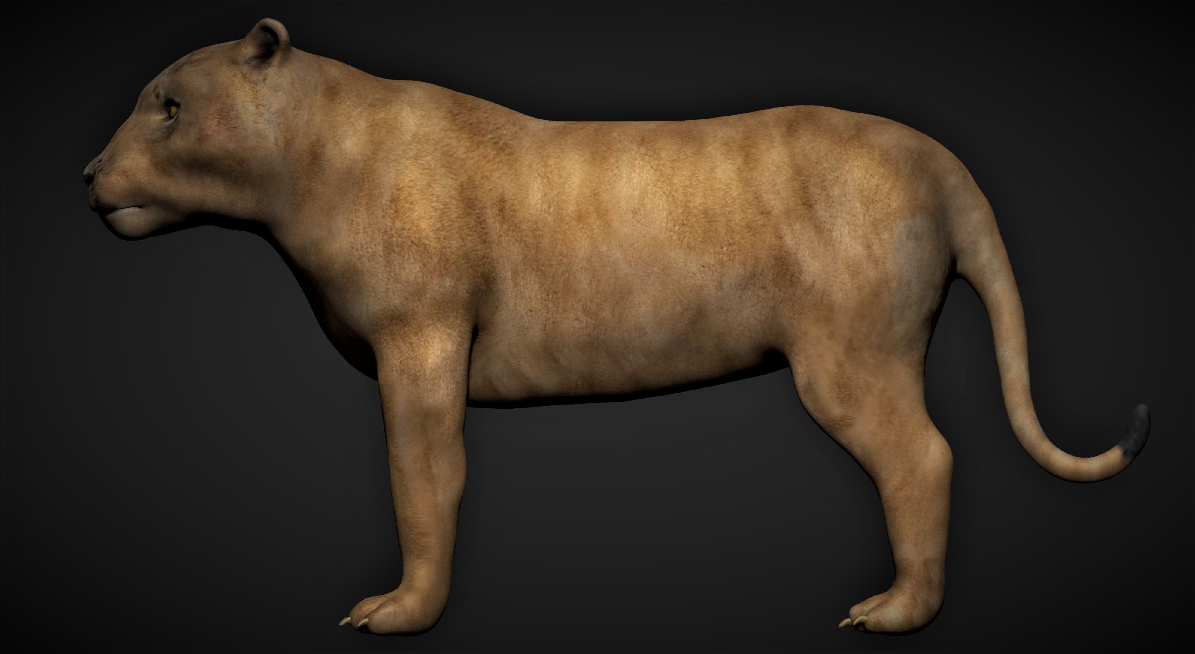 Lioness female lion 3D model rigged | CGTrader