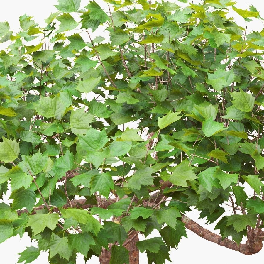 London planetree Canopy 5m 3D model | CGTrader