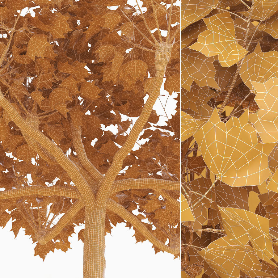 London planetree Canopy 5m 3D model | CGTrader