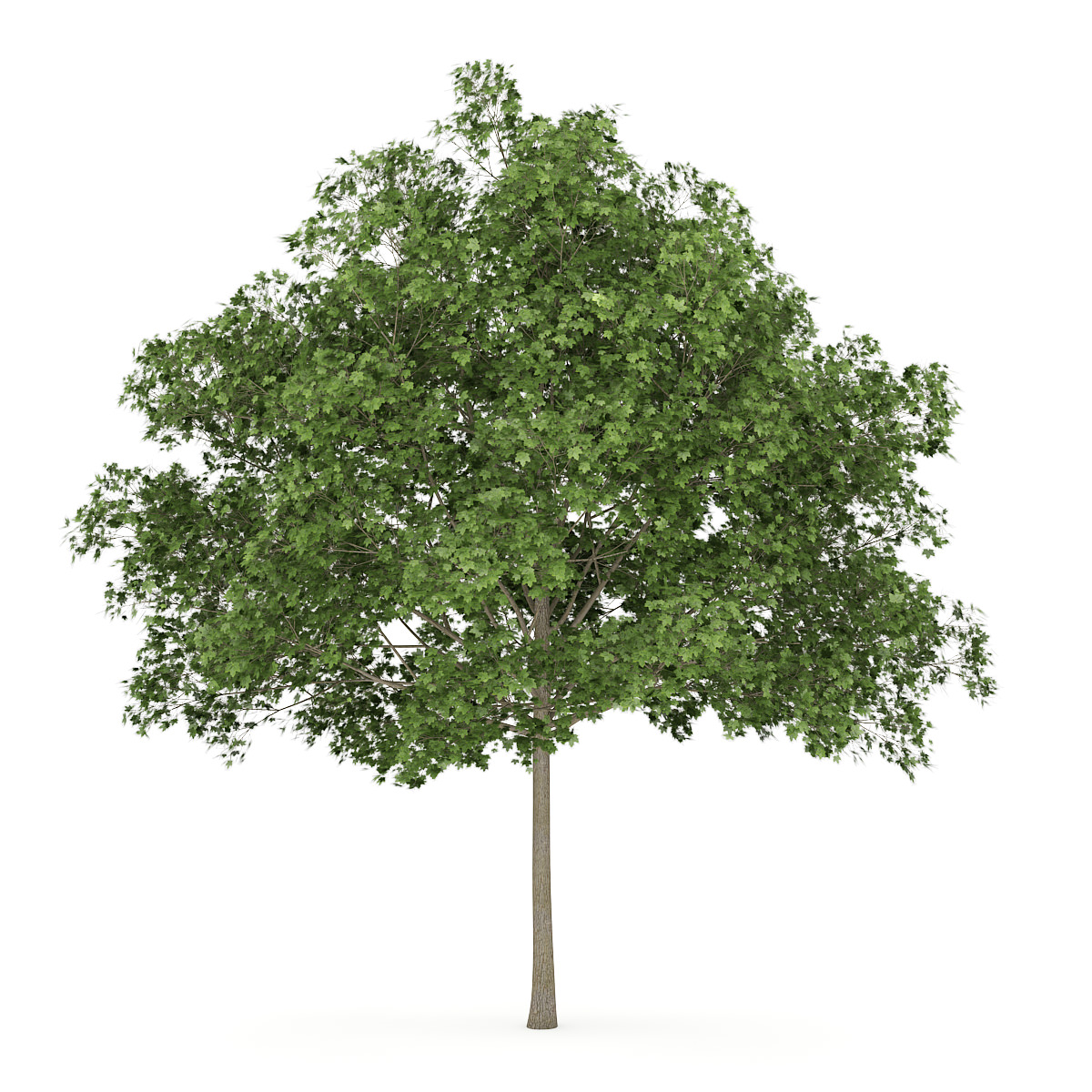 CGAxis Models Volume 34 Trees IV C4D 3D model | CGTrader