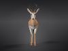Springbok Animated 3D model animated rigged | CGTrader