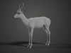 Springbok Animated 3D model animated rigged | CGTrader