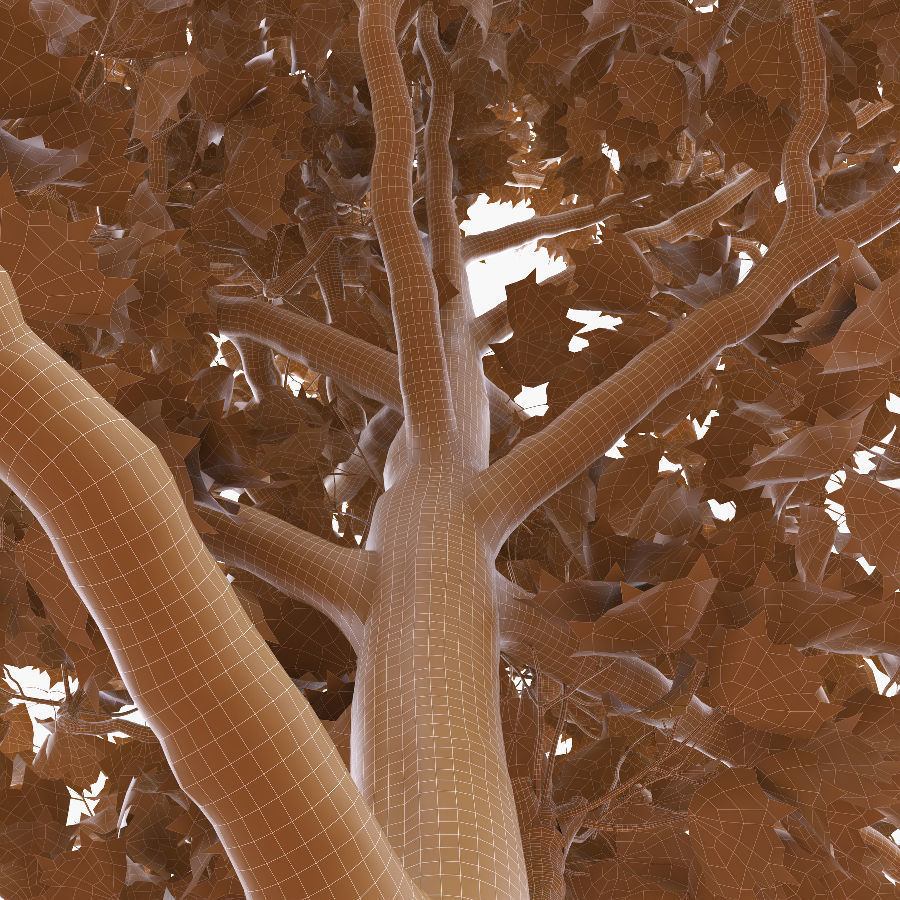 Pollarded London planetree 11m 3D model | CGTrader