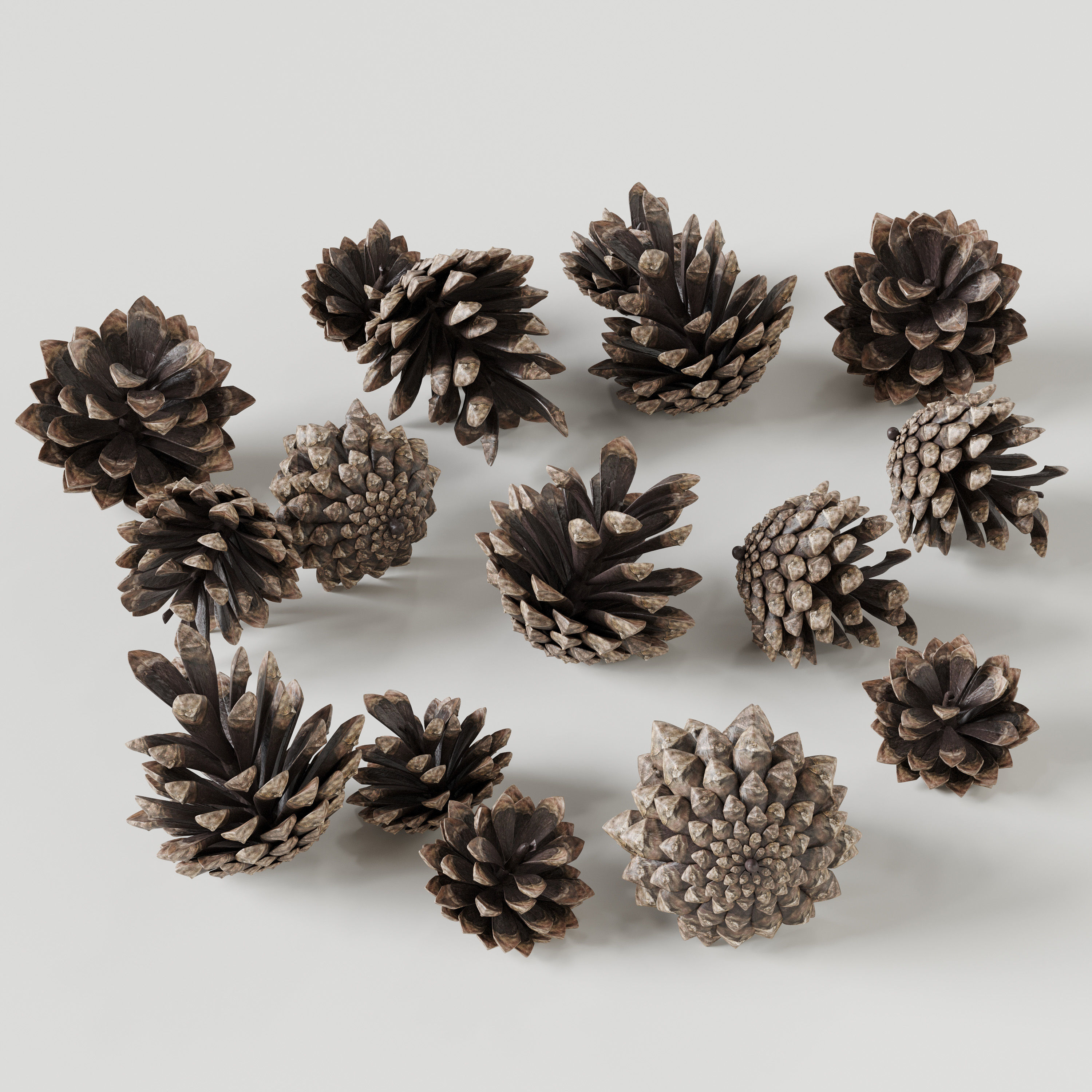 Pine Cone Set 3D model | CGTrader