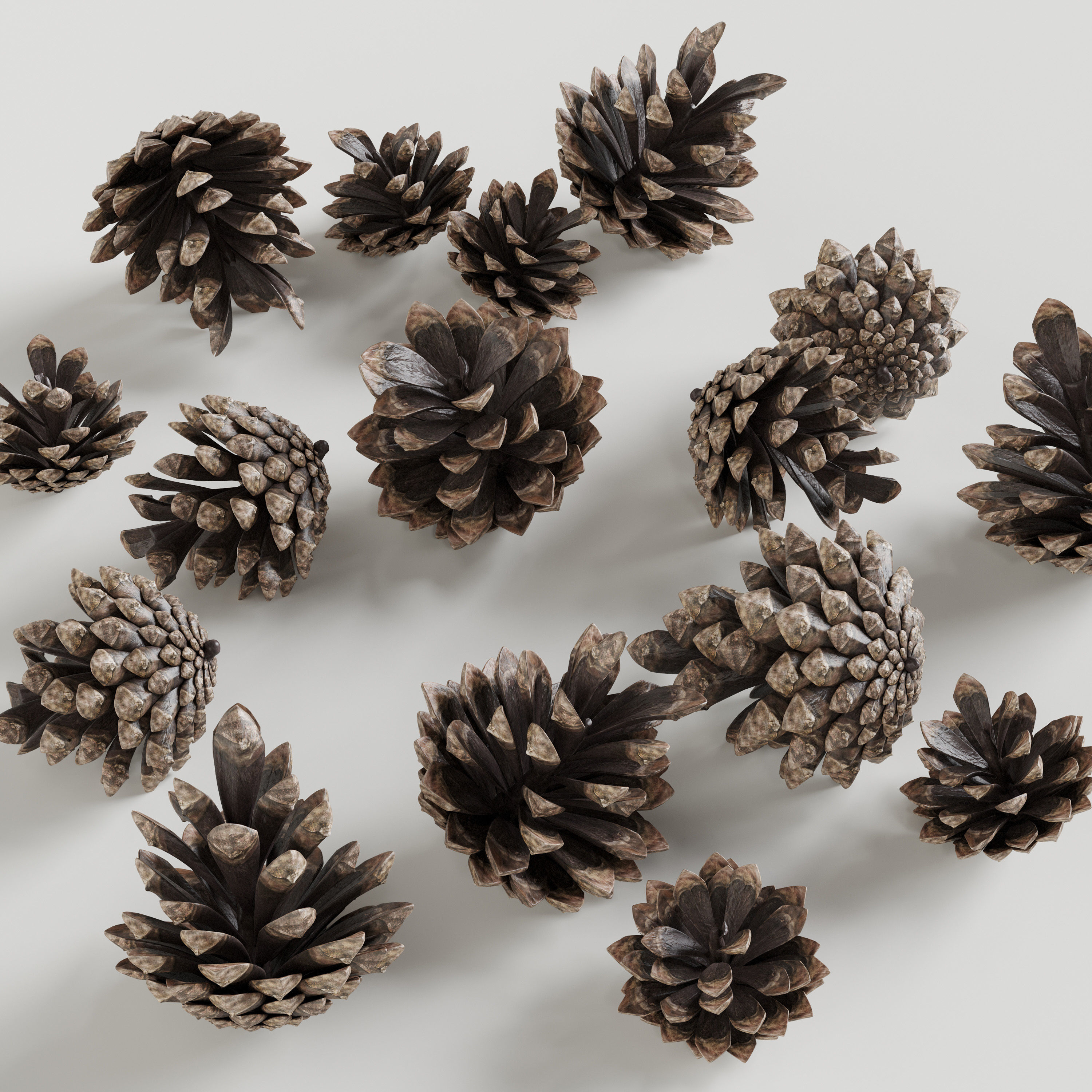 Pine Cone Set 3D model | CGTrader