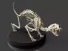 Realistic Cat Skeleton 3D model | CGTrader